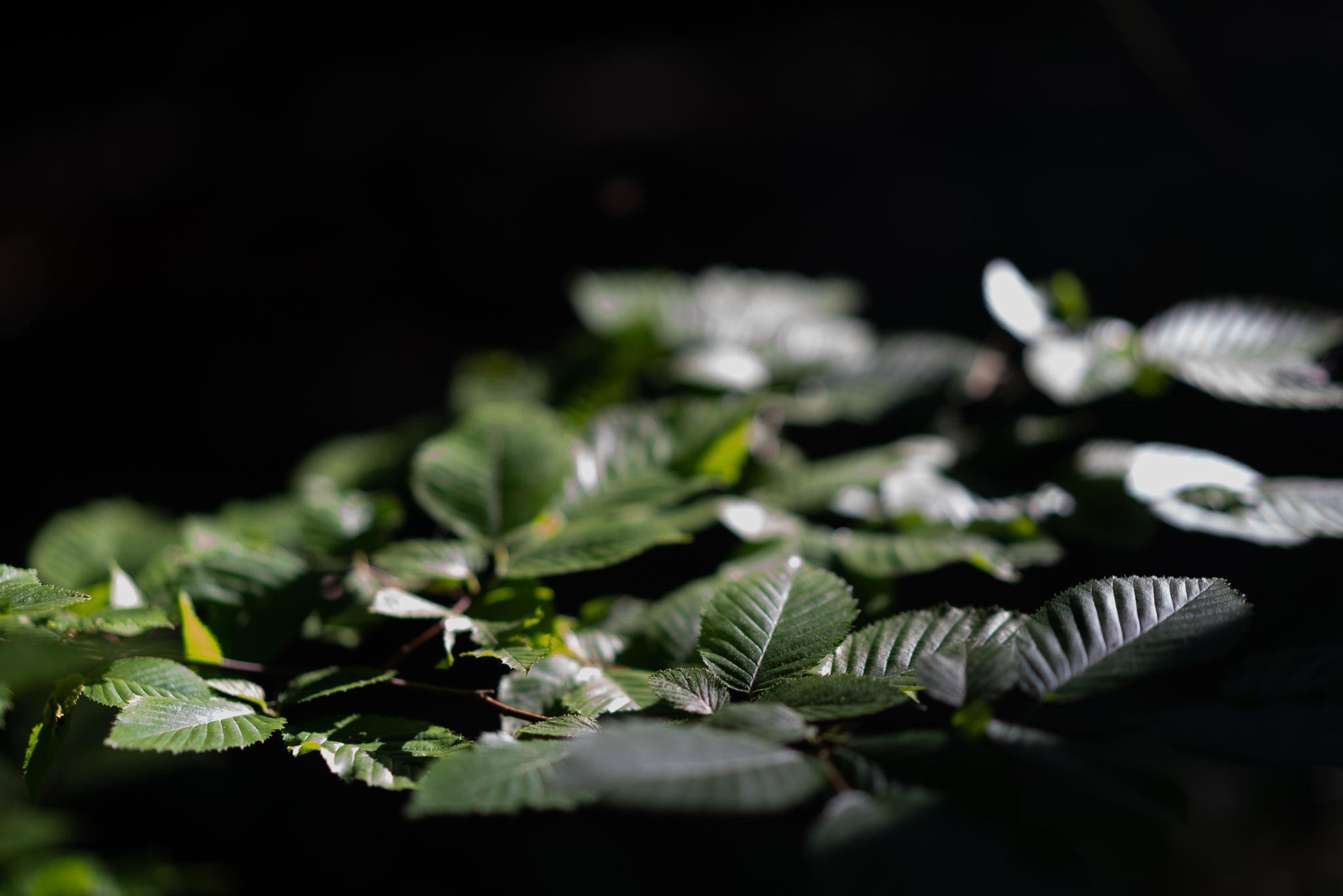 our does – Jackson Valley