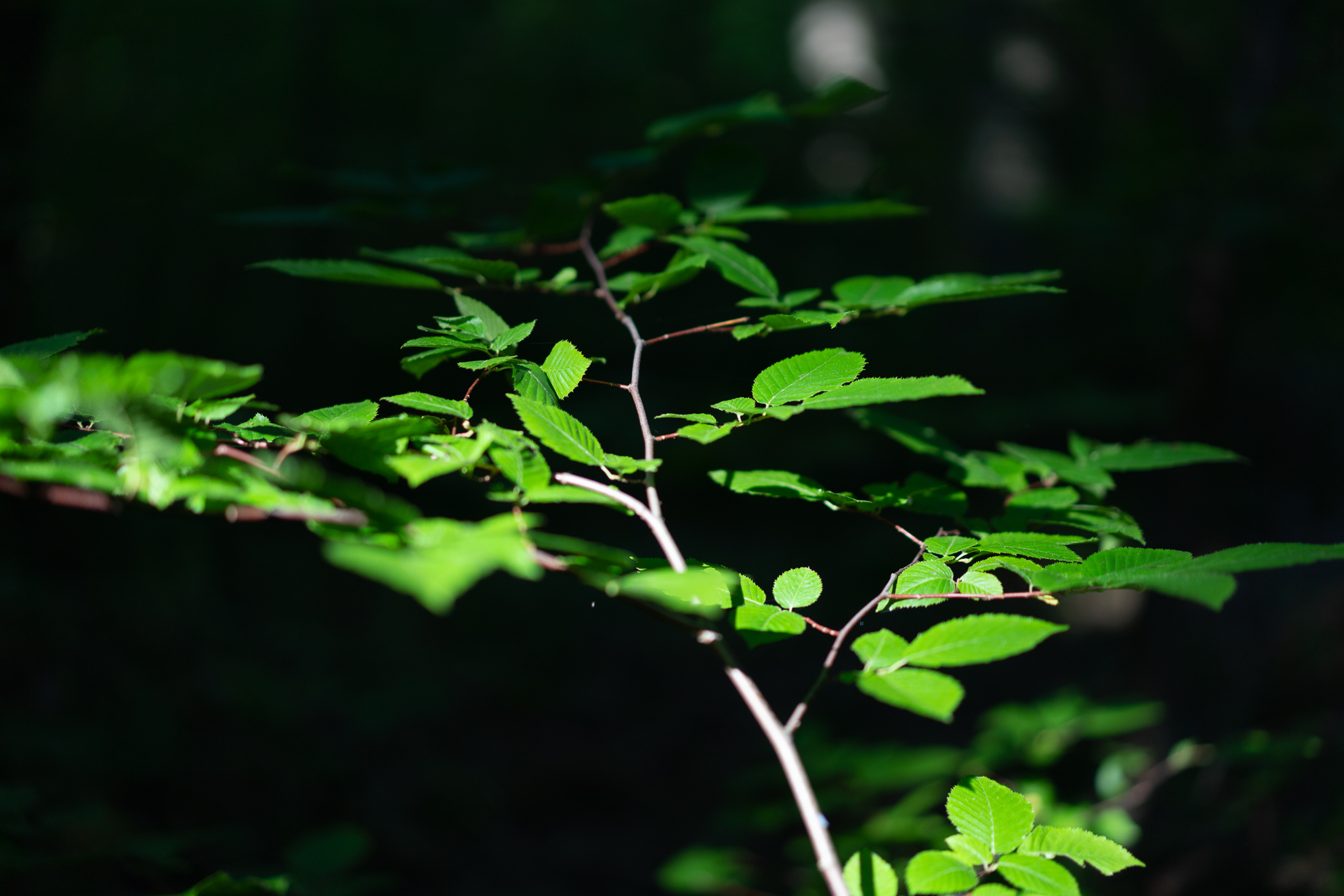 our does – Jackson Valley