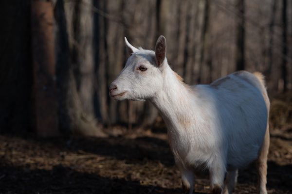 our does – Jackson Valley