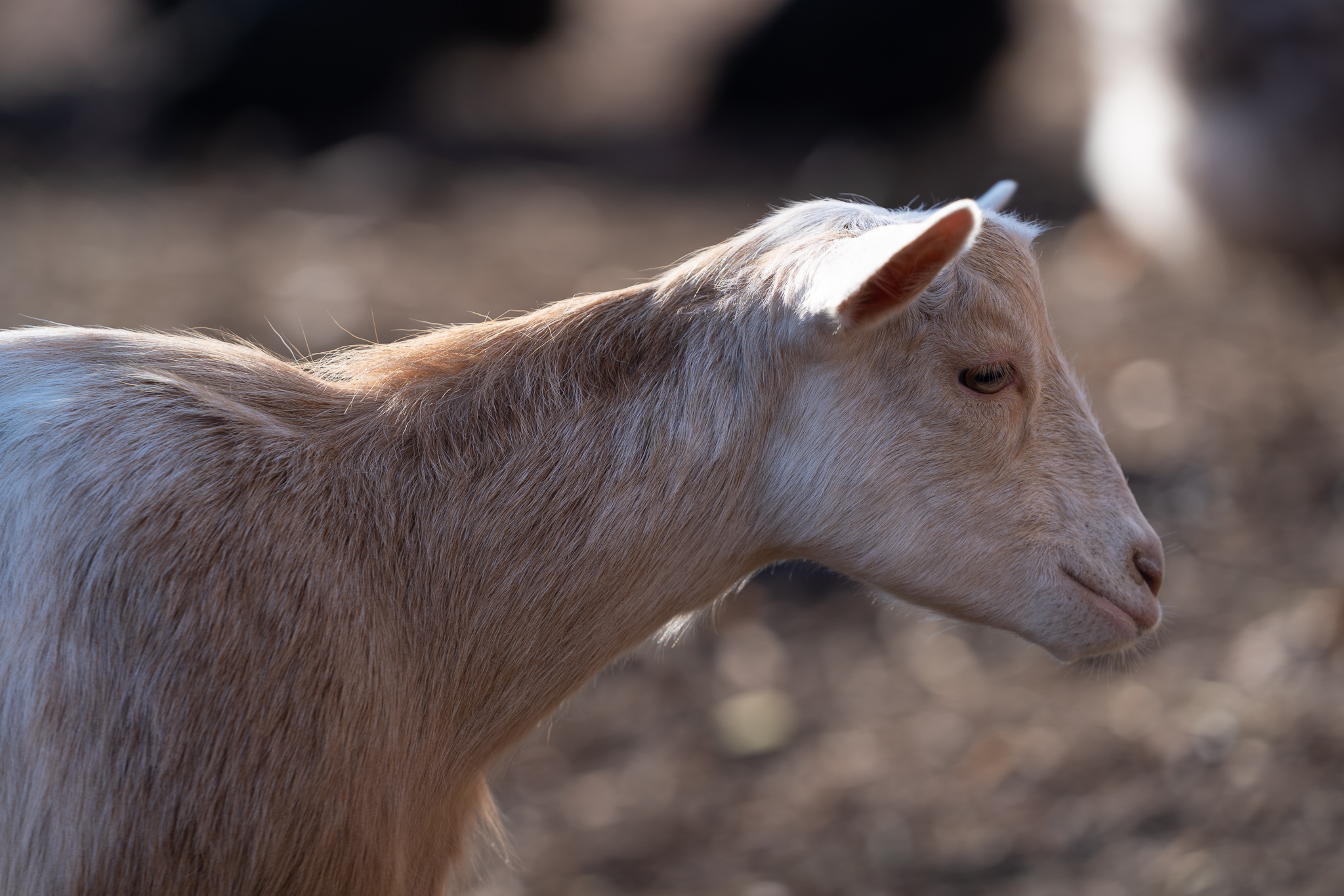 our does – Jackson Valley